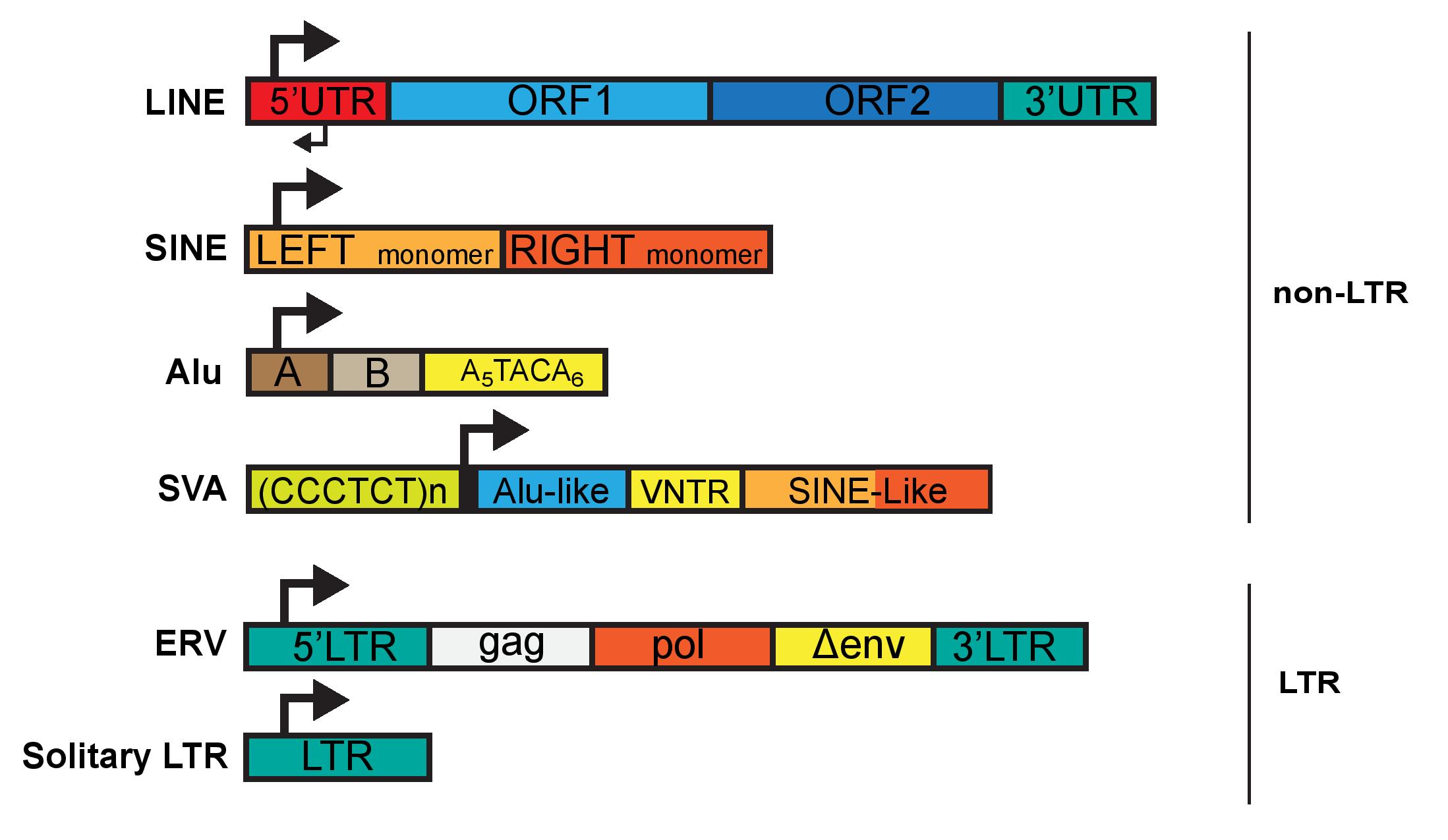 Activity DEPendent Transposition (ADEPT) and the Aging Brain | Opera Medica et Physiologica